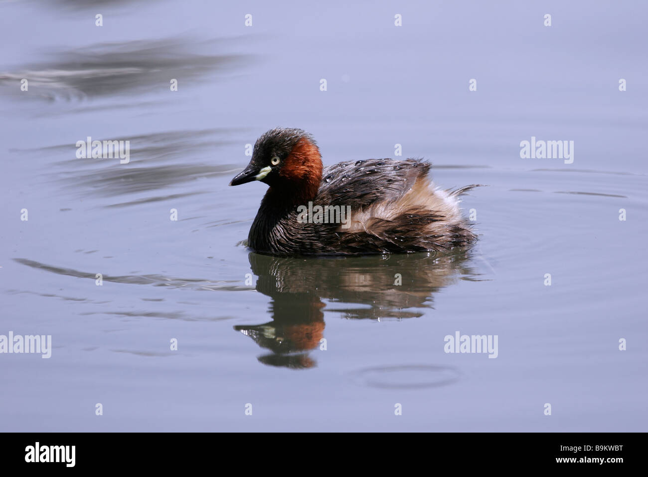 Small bird in lake Stock Photo - Alamy