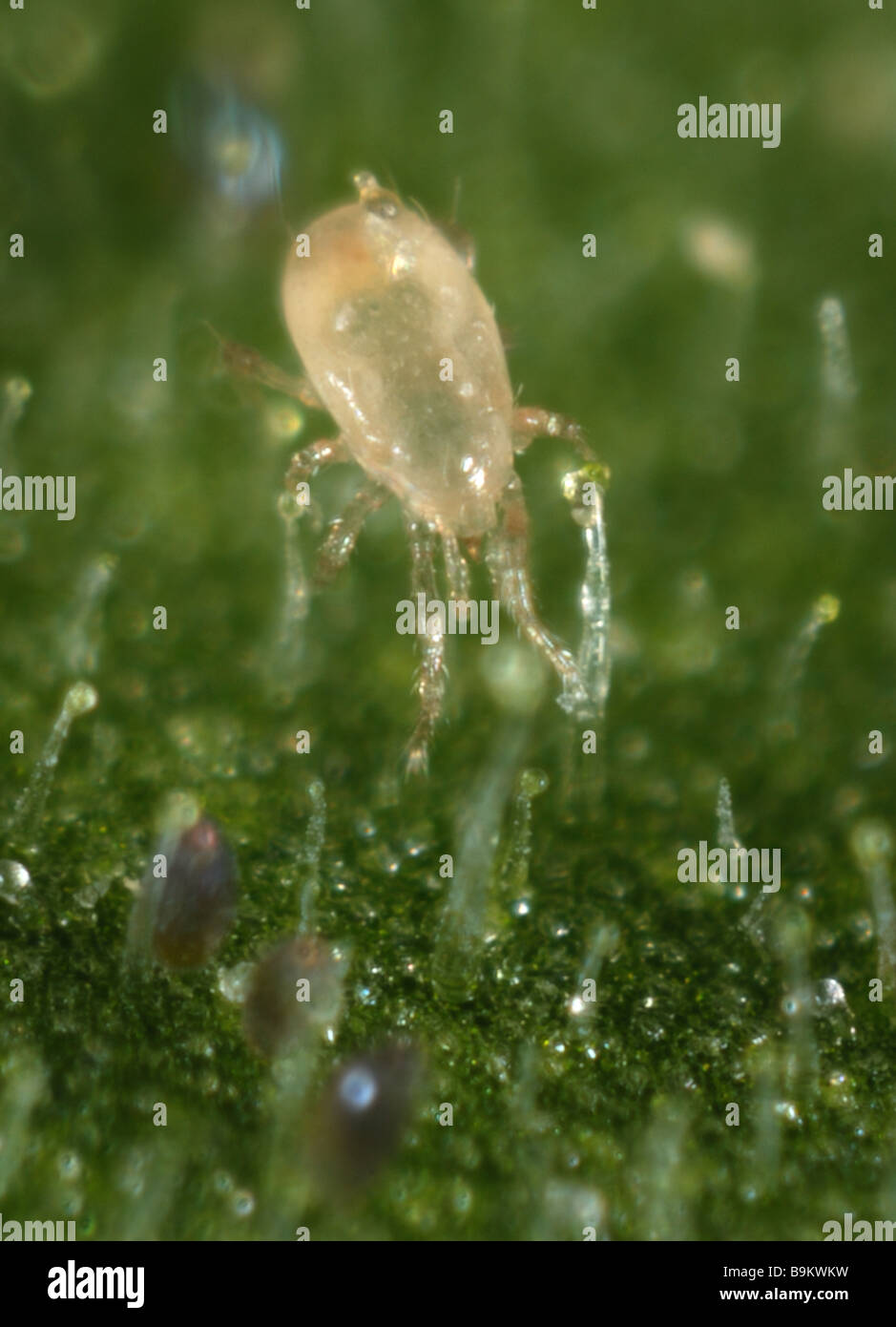 Predatory mite hi-res stock photography and images - Alamy