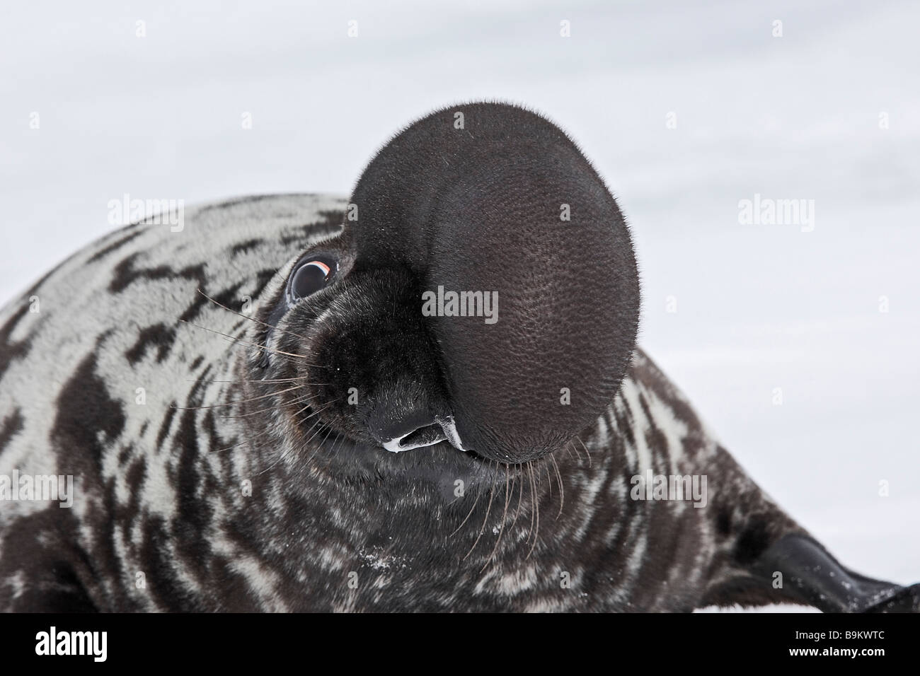 Hooded Seal (Cystophora cristata), male with blown up bulge Stock Photo ...