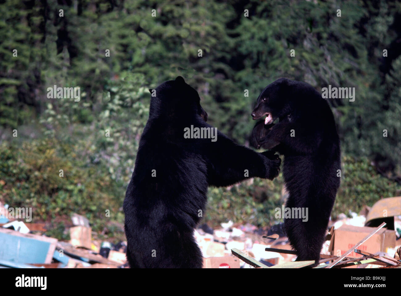 Black Bears (Ursus americanus) roaming for Food on a Garbage Dump Stock ...