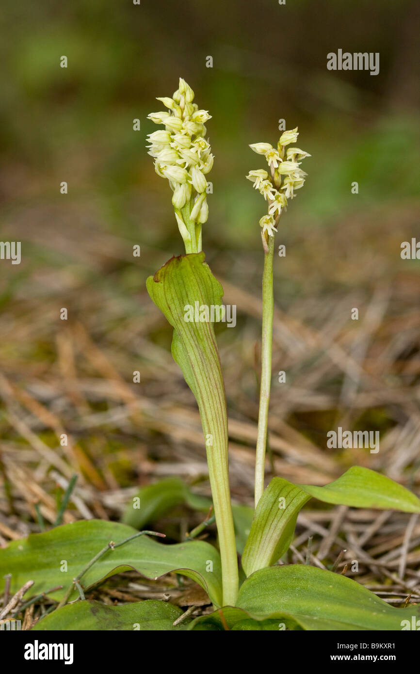 Dense-flowered orchids Neotinea intacta Orchis intacta also known as ...