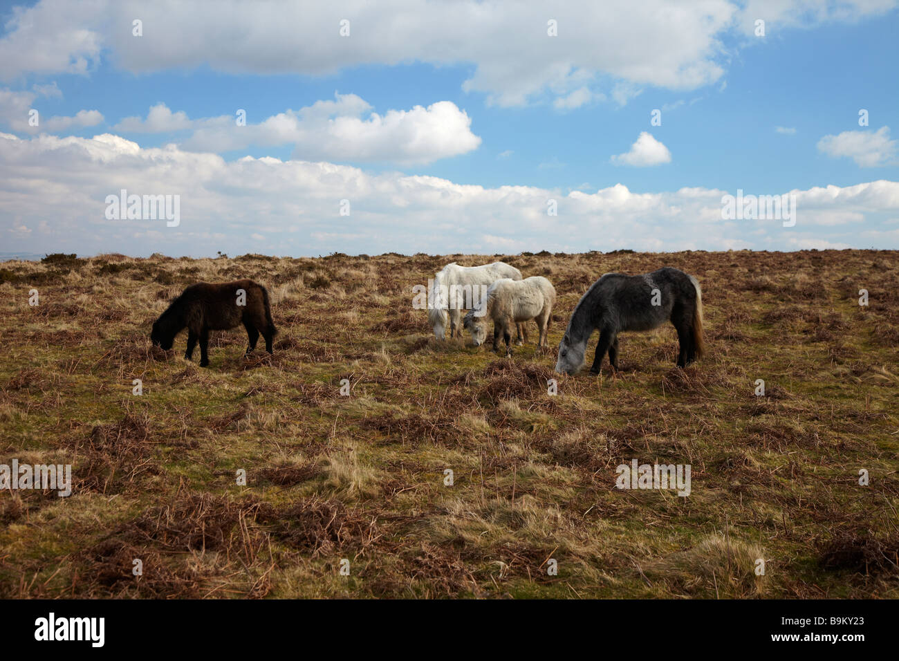 Ponies on Cefn Bryn on the Gower Peninsular, South Wales, UK Stock ...