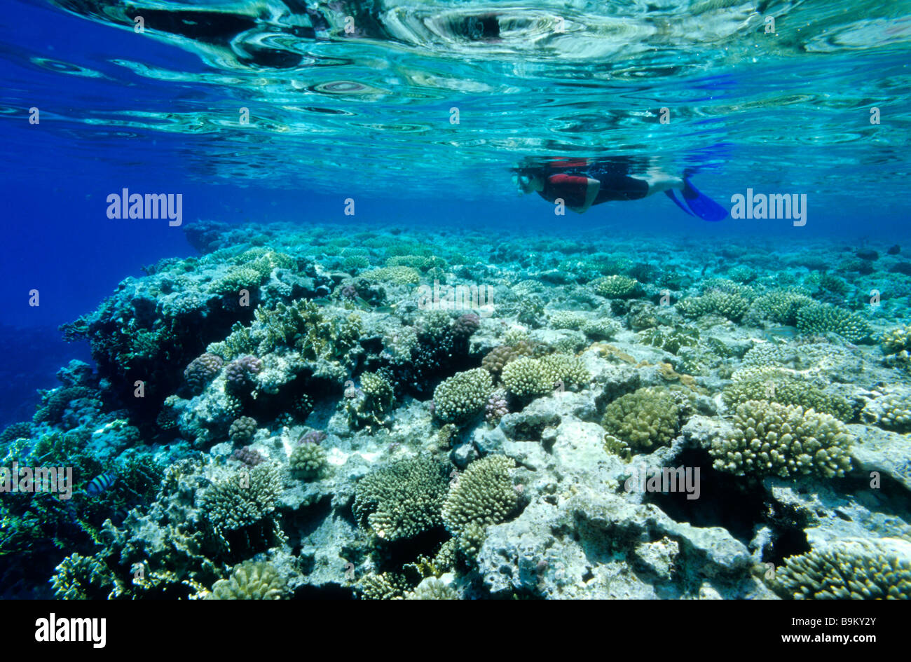 Egypt, Red Sea, coral reef Stock Photo - Alamy