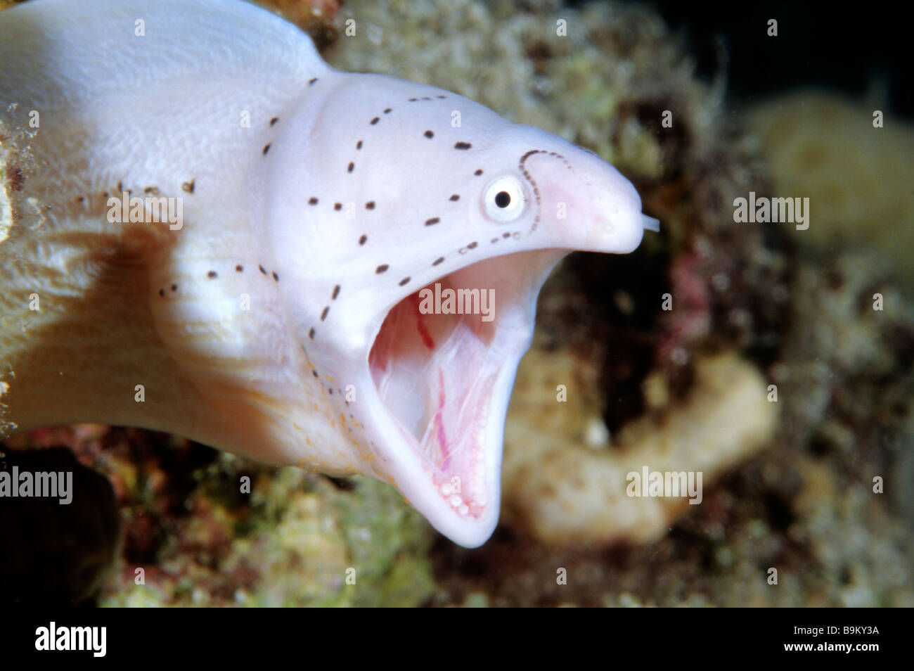 Egypt, Red Sea, grey moray eel Stock Photo - Alamy