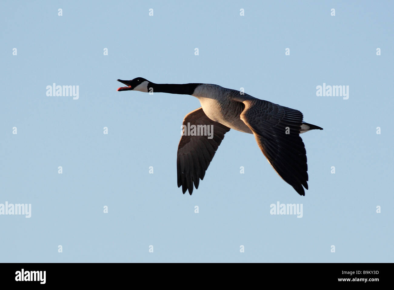 Canada goose hi-res stock photography and images - Alamy