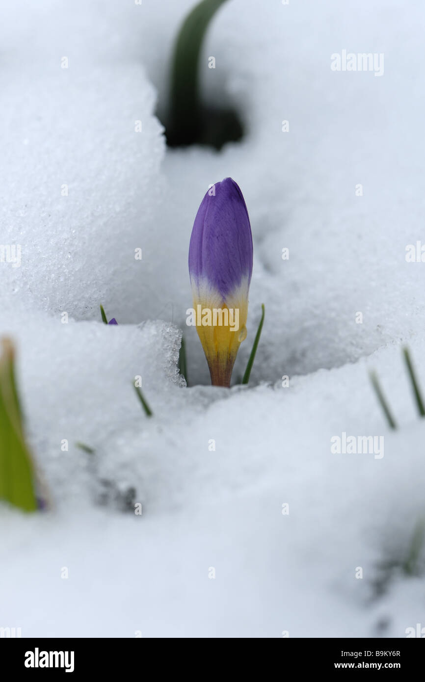 Crocus sieberi Tricolor flower exposed through a cover of snow in a ...