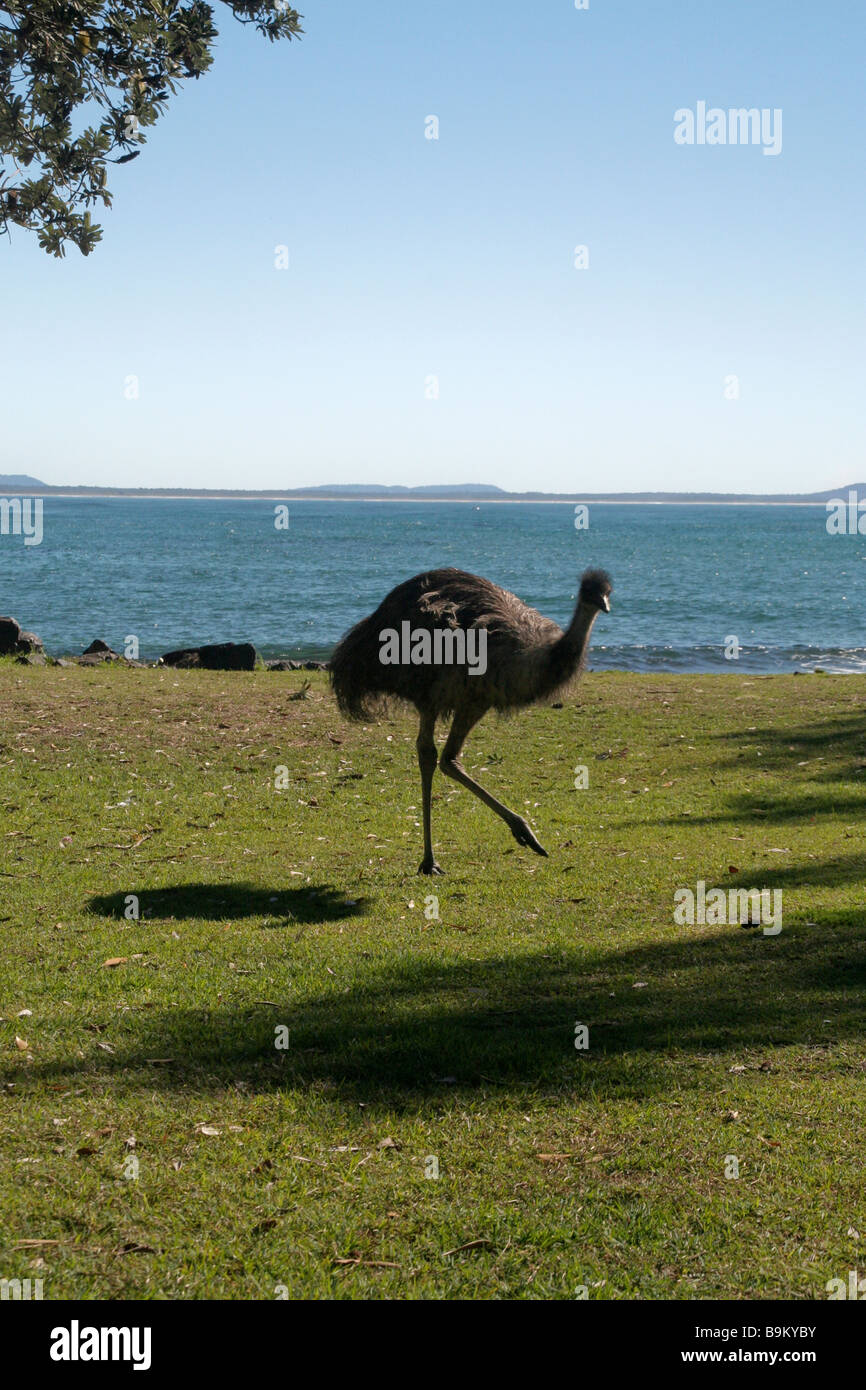 Australian beach flora and fauna hi-res stock photography and images ...