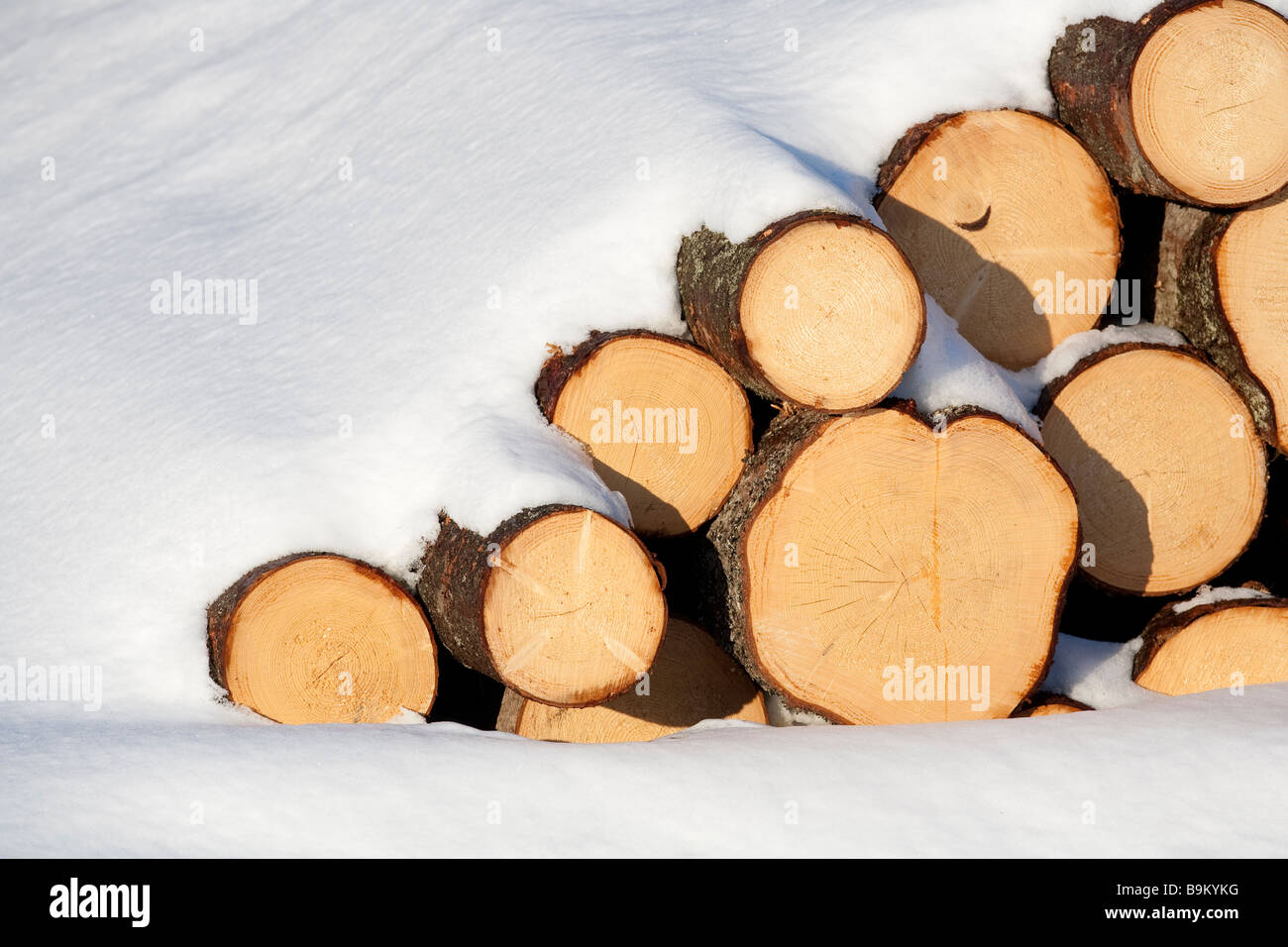 Pile of spruce ( picea abies ) logs underneath snow , Finland Stock ...