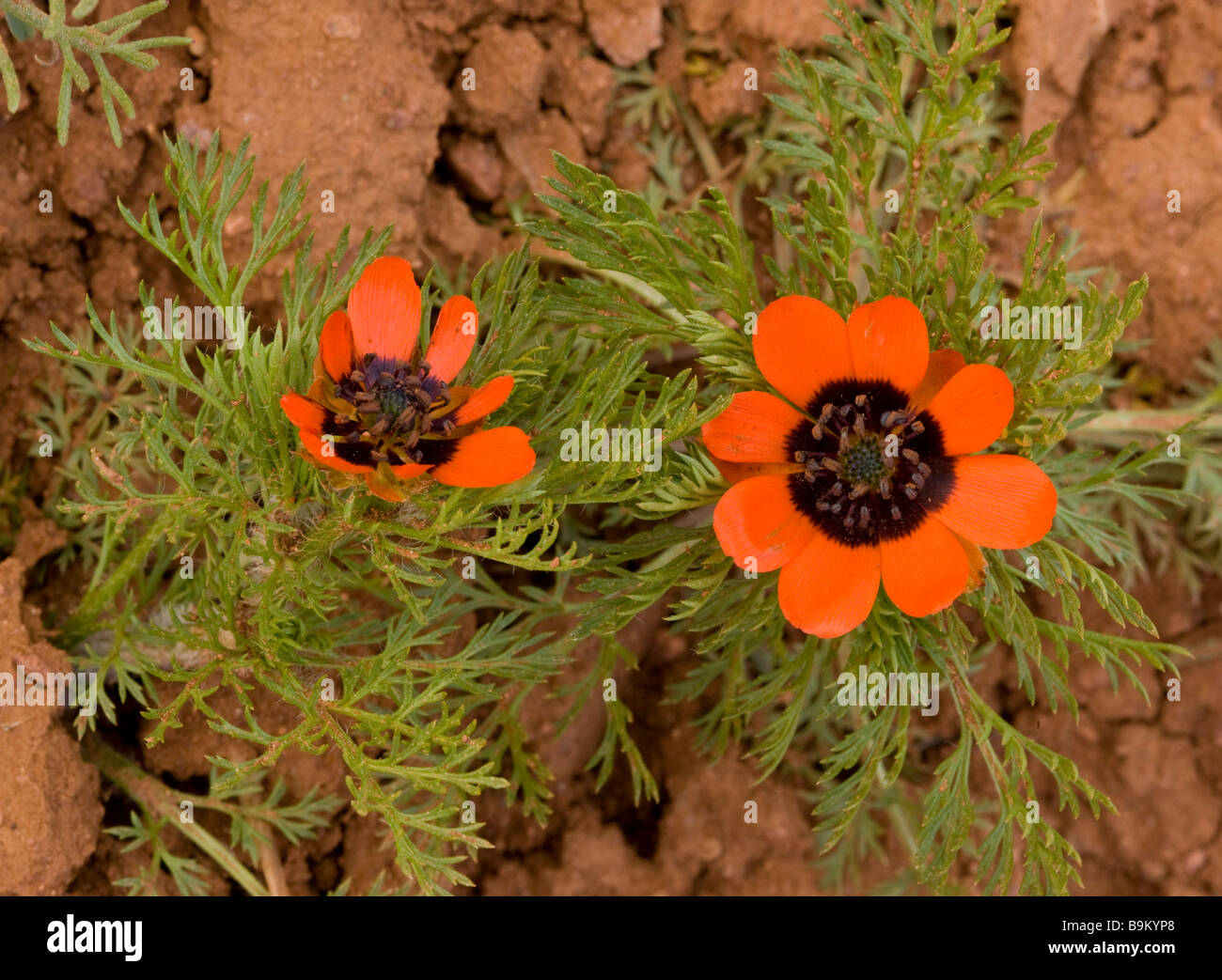 Flora flowering plant flower cornfield weed arable morocco bloom hi-res ...