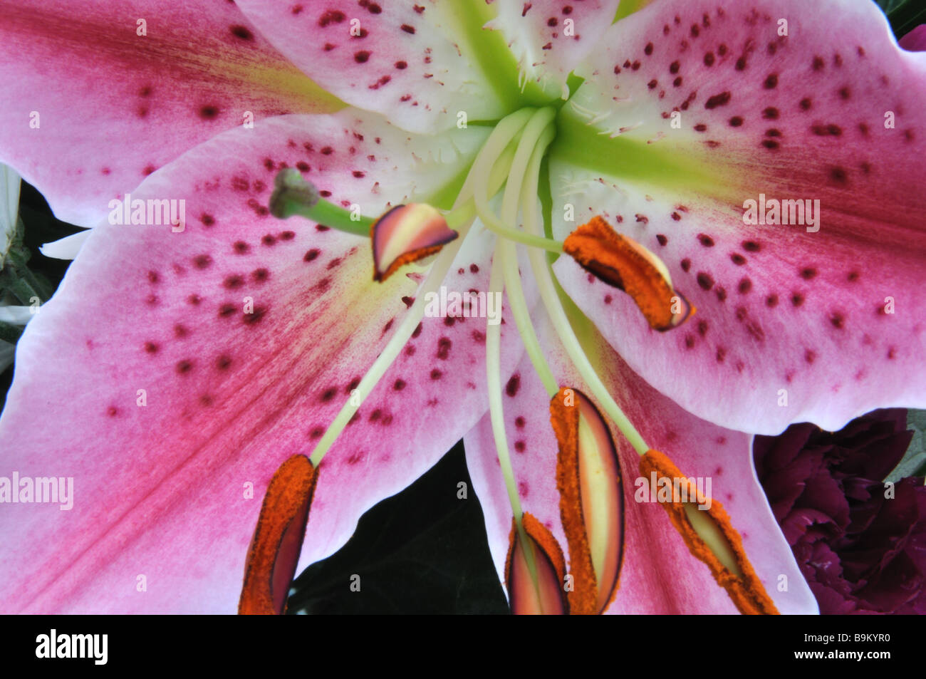close up of pink lily Stock Photo - Alamy