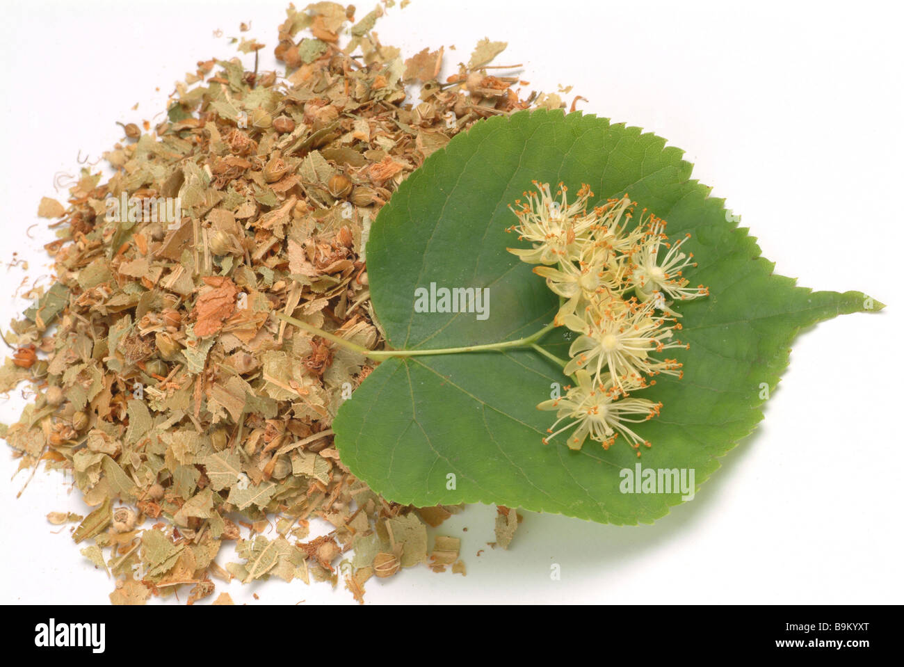 Linde form hi-res stock photography and images - Alamy