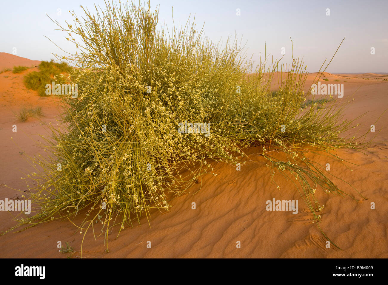 Sahara Desert Plants Names