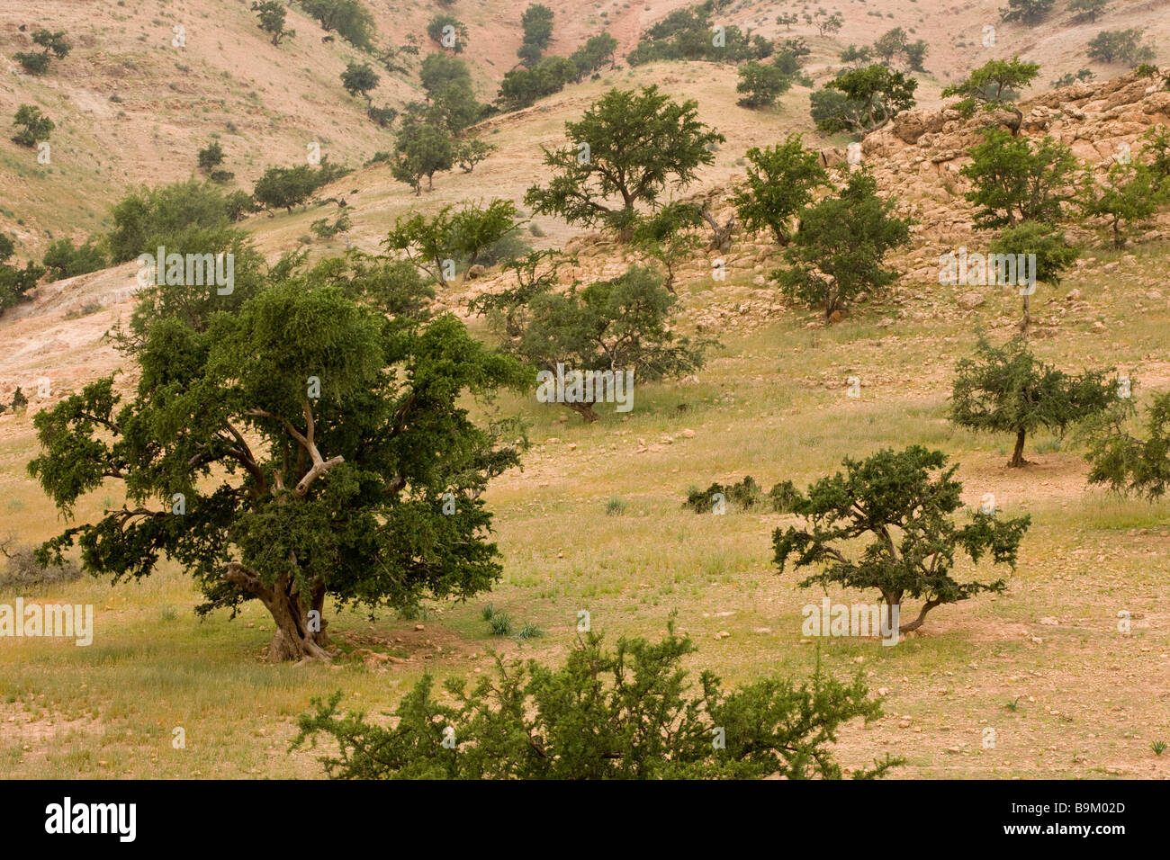 Argan tree hi-res stock photography and images - Alamy