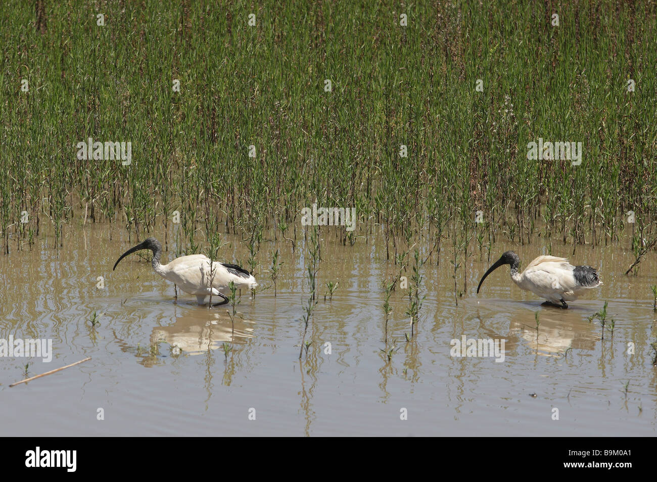 Ibis bird australia hi-res stock photography and images - Alamy