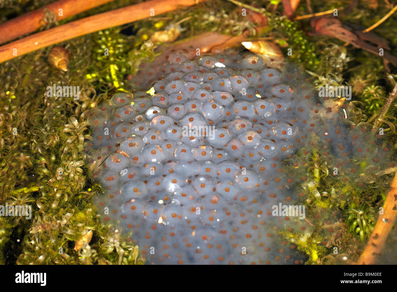 Frogspawn of Common Frog (Rana temporaria) in Garden Pond, in a Garden ...