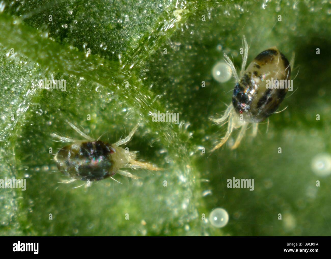 Two Spotted Spider Mite Tetranychus Urticae Adult Females Eggs On A Two Spotted Spider Mite Tetranychus Urticae Adult Females Eggs On A