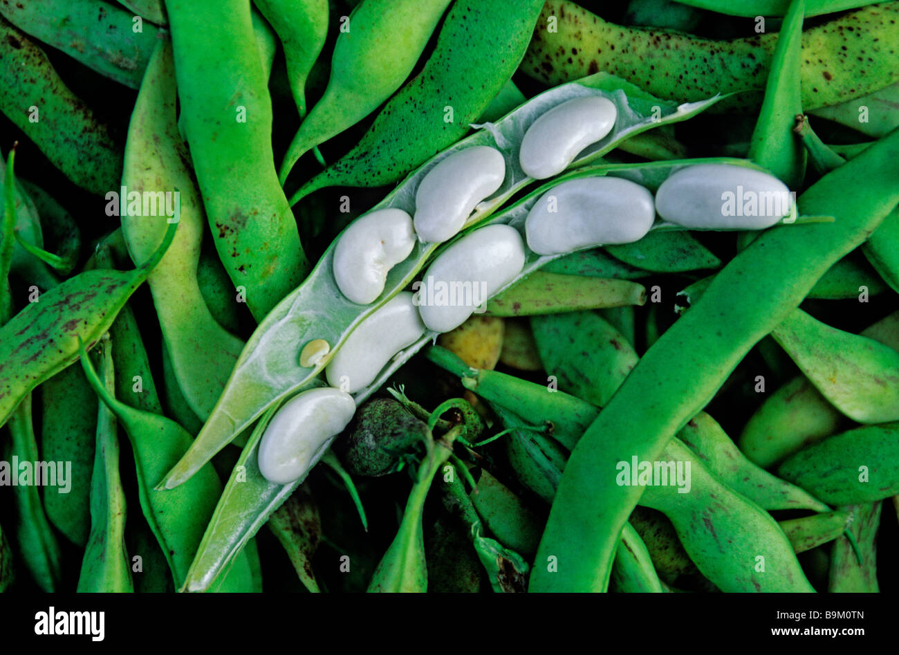 France, Tarn et Garonne, local beans from Tarbes Stock Photo - Alamy
