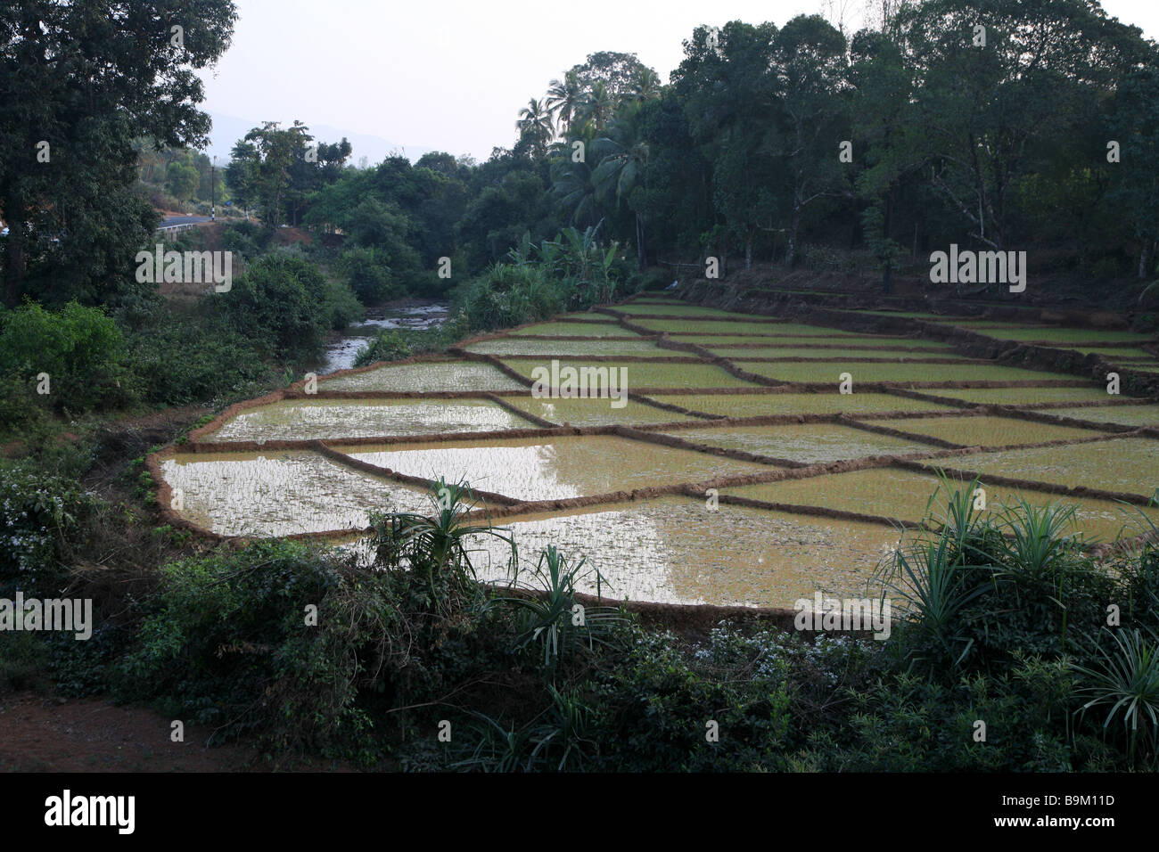 Paddy field goa hi-res stock photography and images - Alamy
