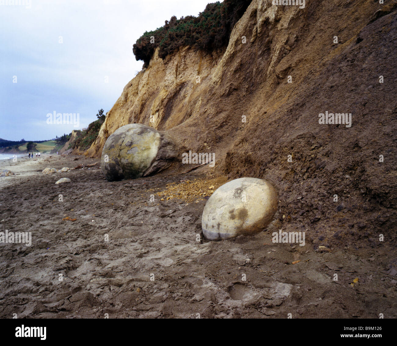 Concretion jutting out of cliff at Moeraki, South Island, New Zealand ...