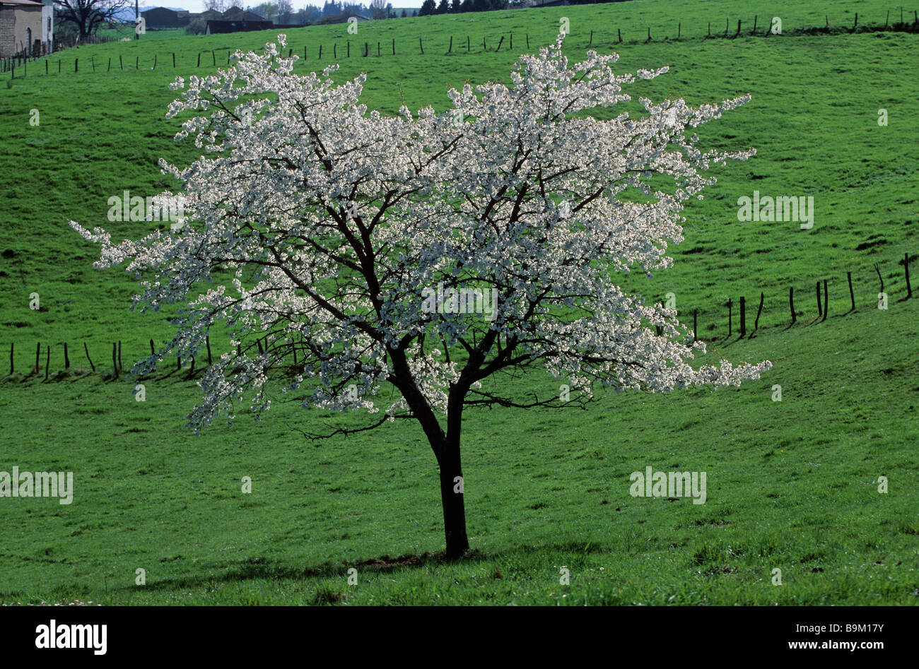 France fruit tree in bloom hi-res stock photography and images - Alamy