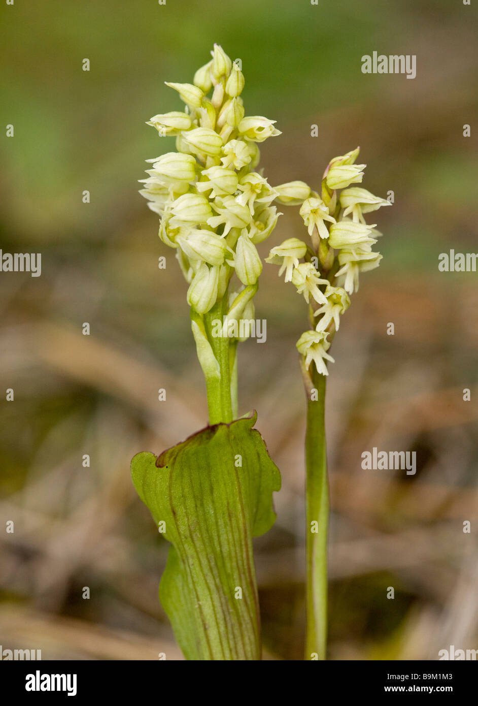 Dense flowered orchids Neotinea intacta Orchis intacta Mediterranean ...