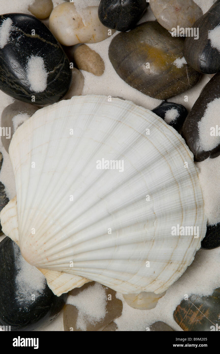 Clamshell seashell hi-res stock photography and images - Alamy