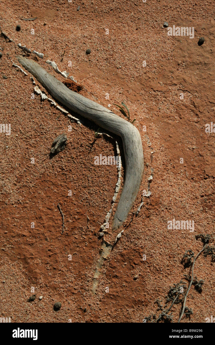 Root patterns hi-res stock photography and images - Alamy