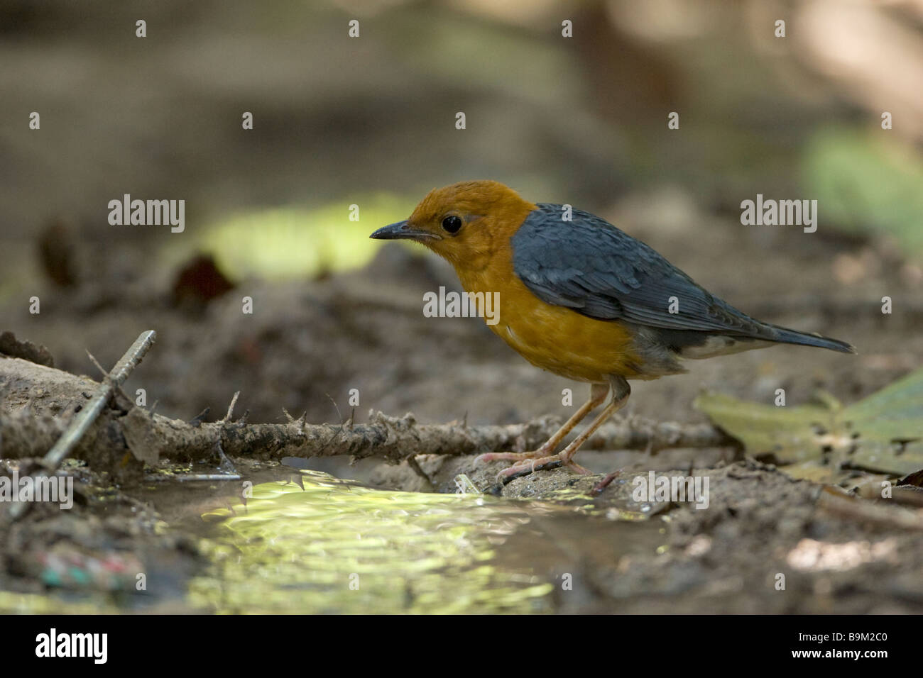 Orange-headed Thrush Zoothera citrina innotata Stock Photo - Alamy