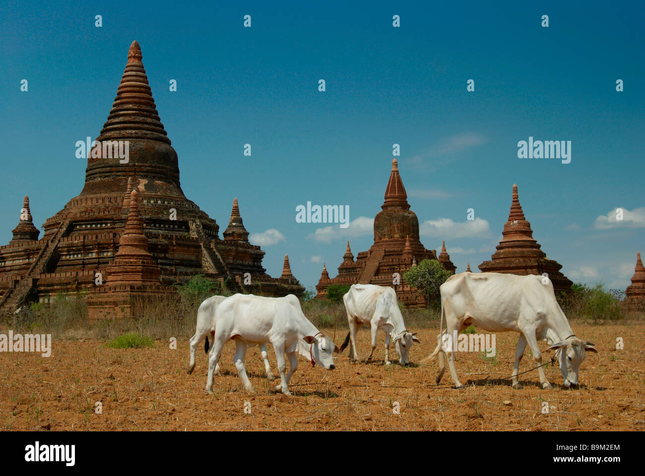 The temples of Bagan Stock Photo - Alamy