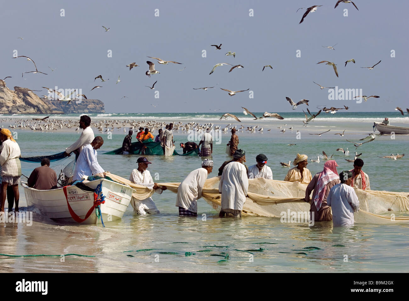 Oman bird dhofar hi-res stock photography and images - Alamy