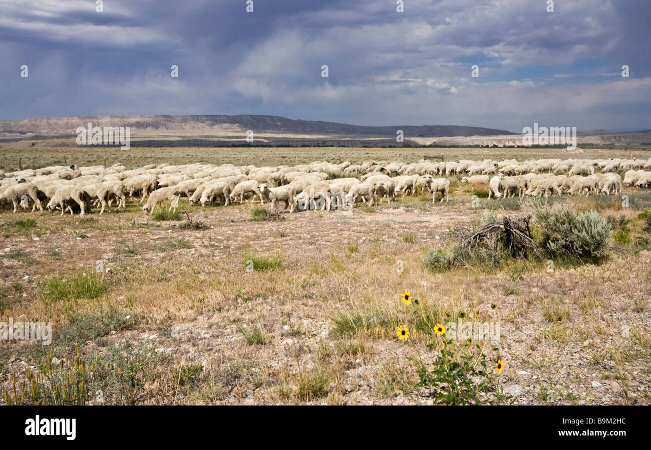 Wyoming ranch sheep hi-res stock photography and images - Alamy