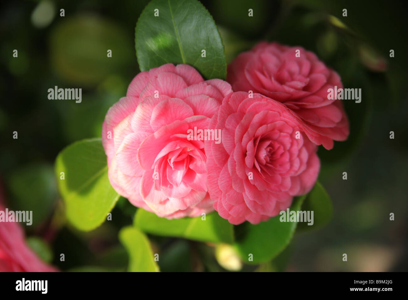 red blossom, partially lit Stock Photo - Alamy