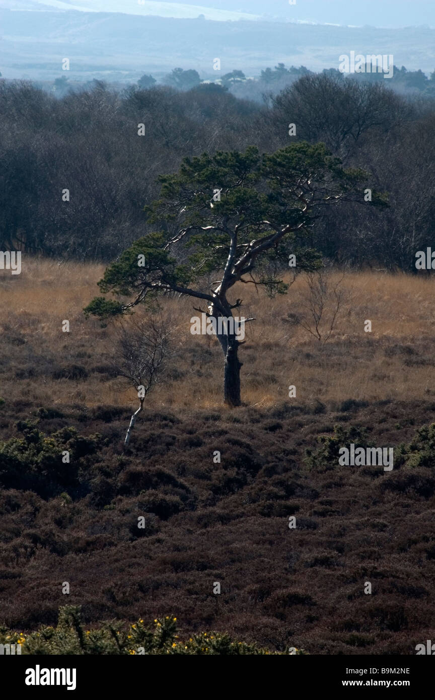 Studland heath hi-res stock photography and images - Alamy