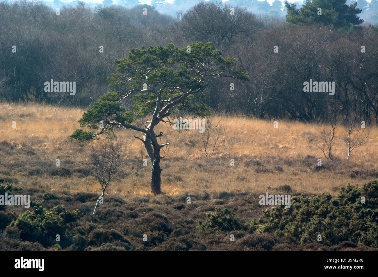 Studland heath hi-res stock photography and images - Alamy
