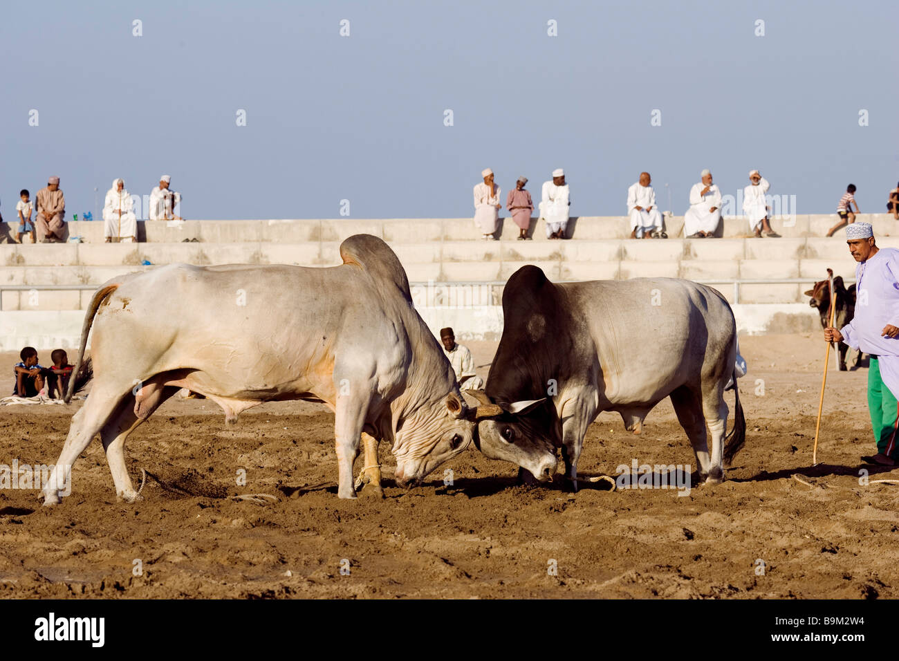 Oman Sultanate, Barka, traditional bull fighting Stock Photo - Alamy