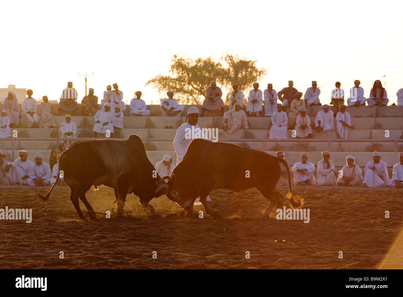 Bull man fighting hi-res stock photography and images - Alamy