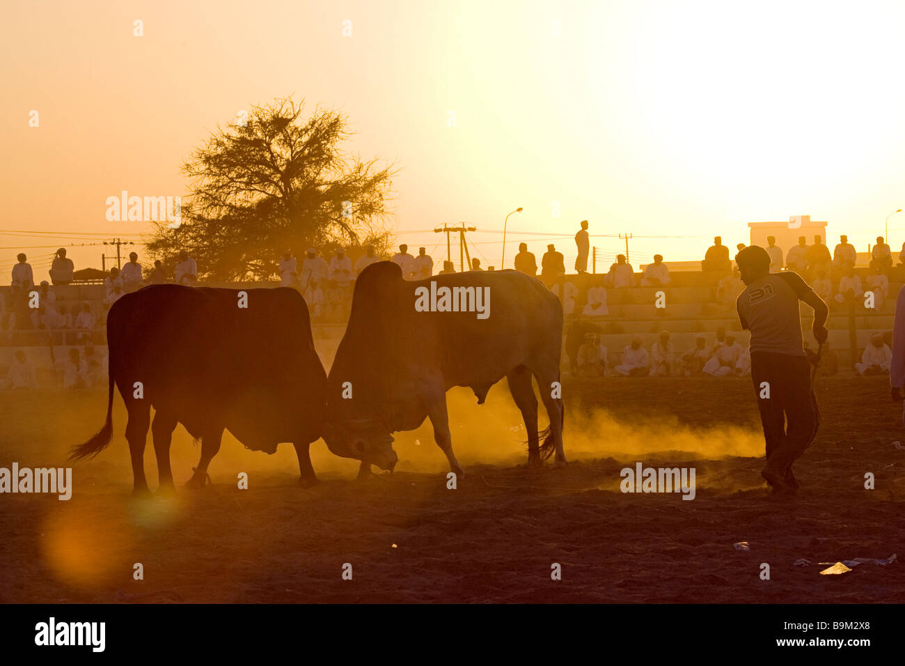Oman Sultanate, Barka, traditional bull fighting Stock Photo - Alamy