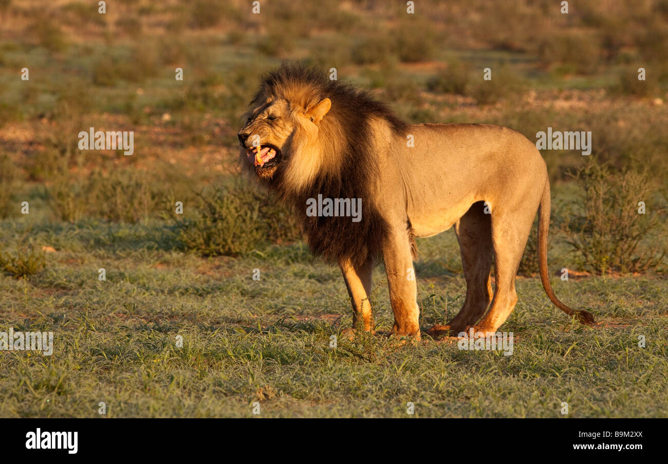 Male lion flehmen hi-res stock photography and images - Alamy