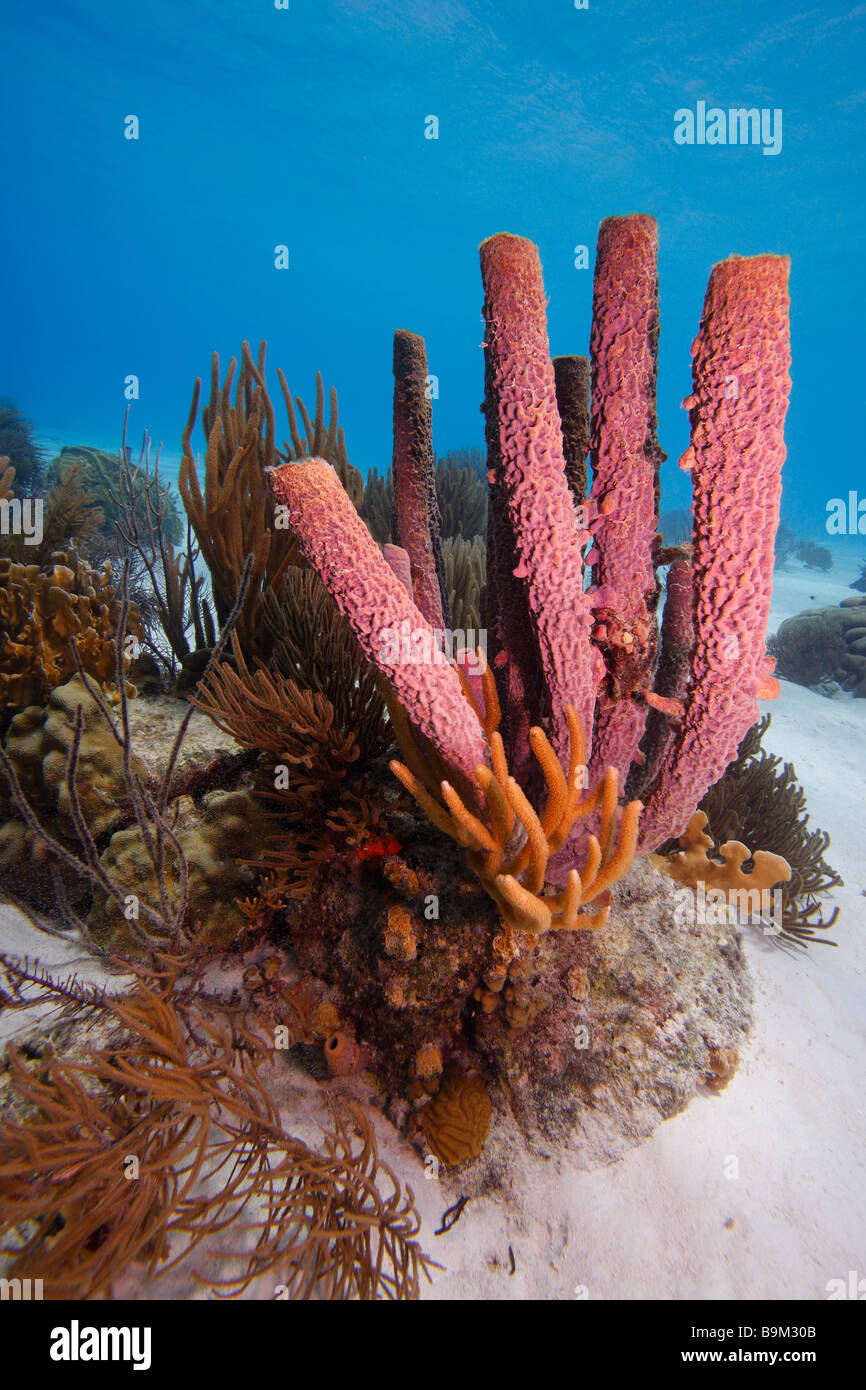 Stove pipe Sponge Aplysina archeri and Sea Rods Stock Photo - Alamy