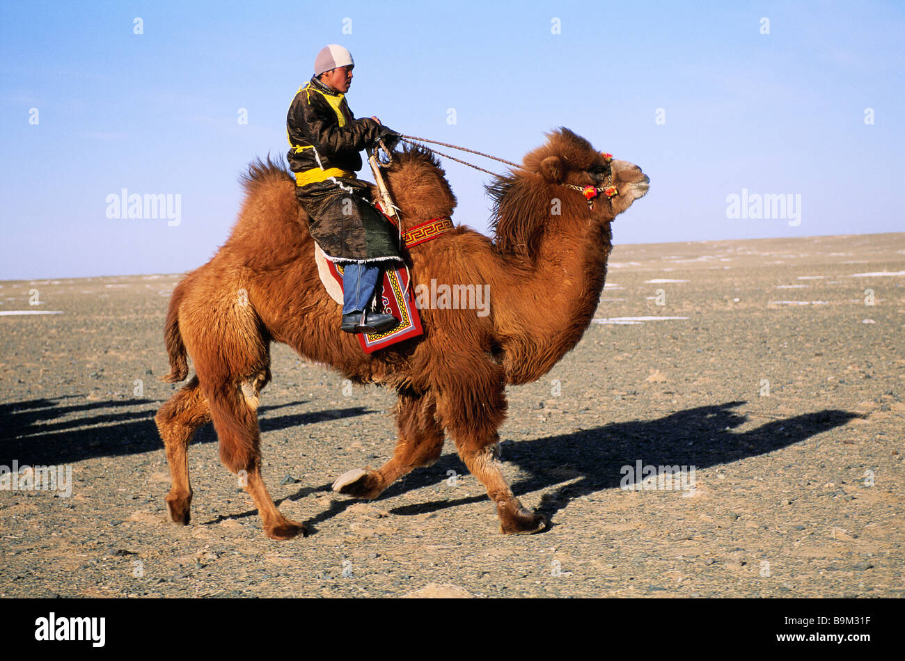 Mongolian camel festival hi-res stock photography and images - Alamy