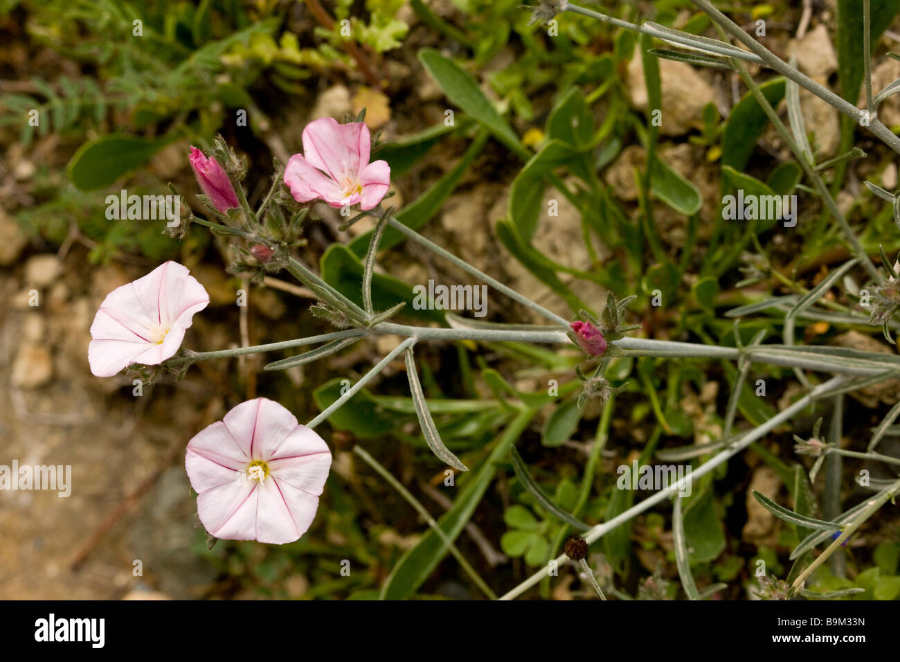 A mediterranean bindweed Convolvulus lineatus Greek Cyprus south Stock ...