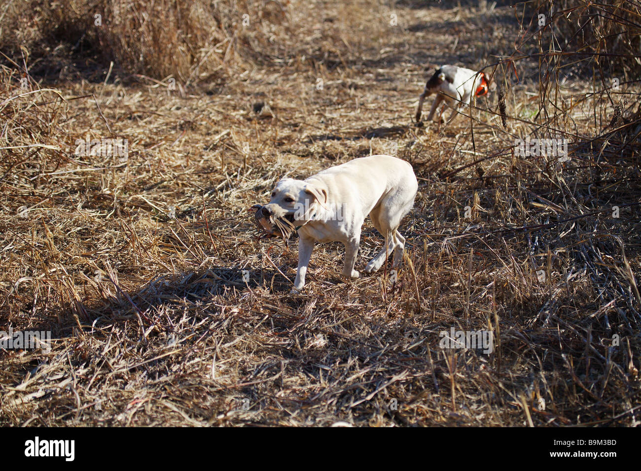 A hunting dog White lab returns a game bird to the hunting guide Game ...