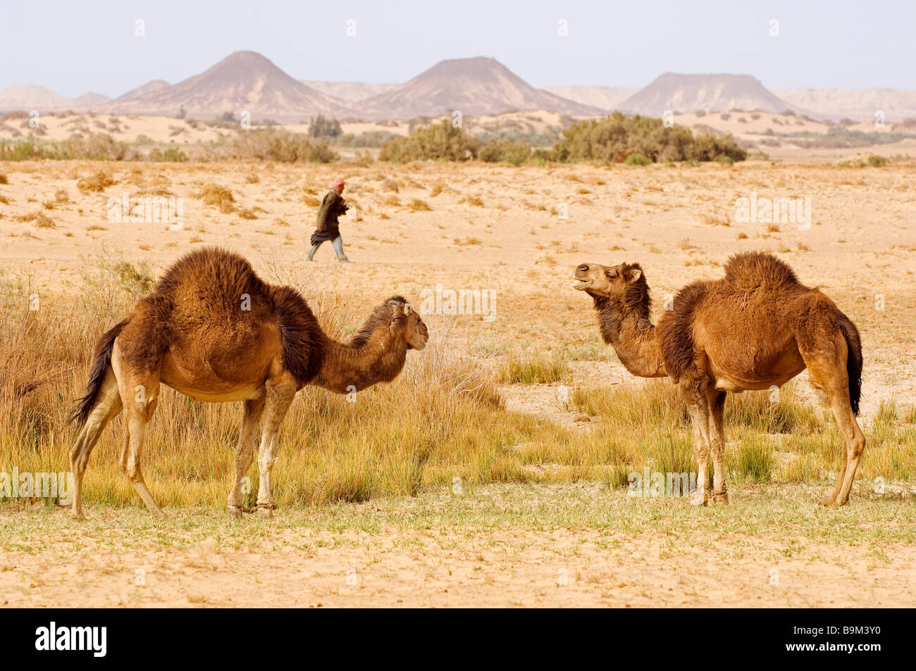 Egypt lower egypt libyan desert hi-res stock photography and images - Alamy