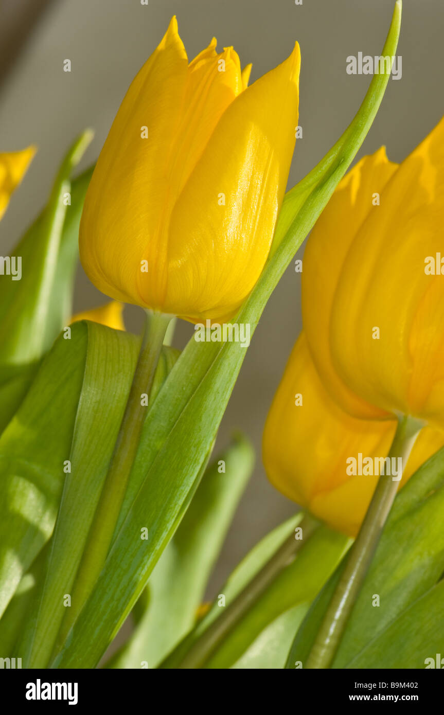 Intense yellow hi-res stock photography and images - Alamy