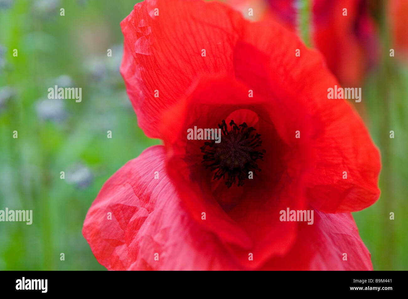A single red poppy (papaver rhoeas Stock Photo - Alamy