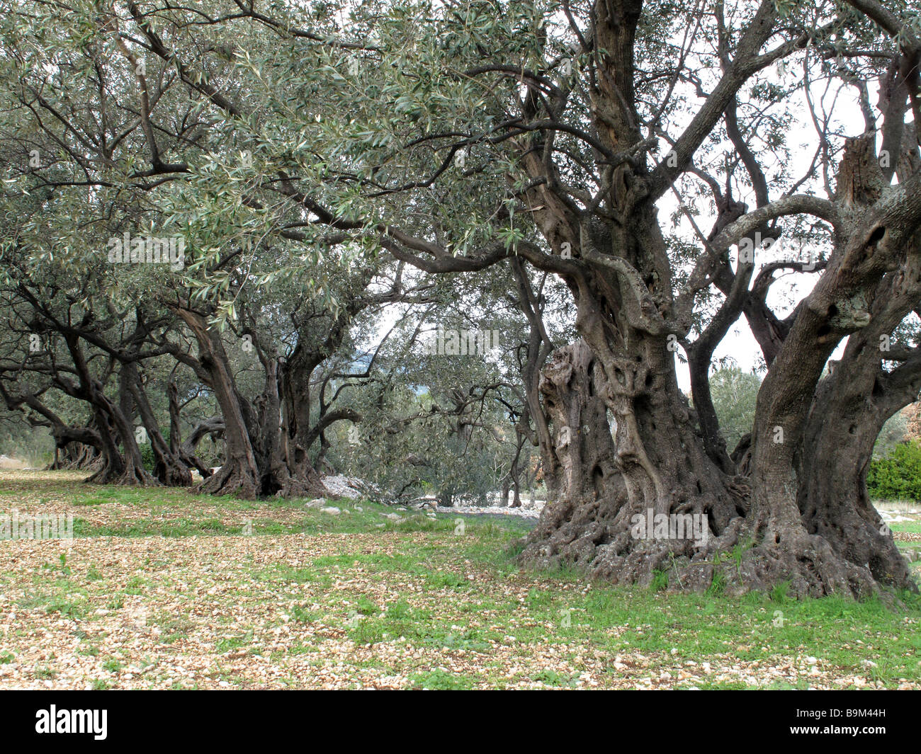 Old olive trees Mali Ston Dalmatia Croatia Stock Photo - Alamy