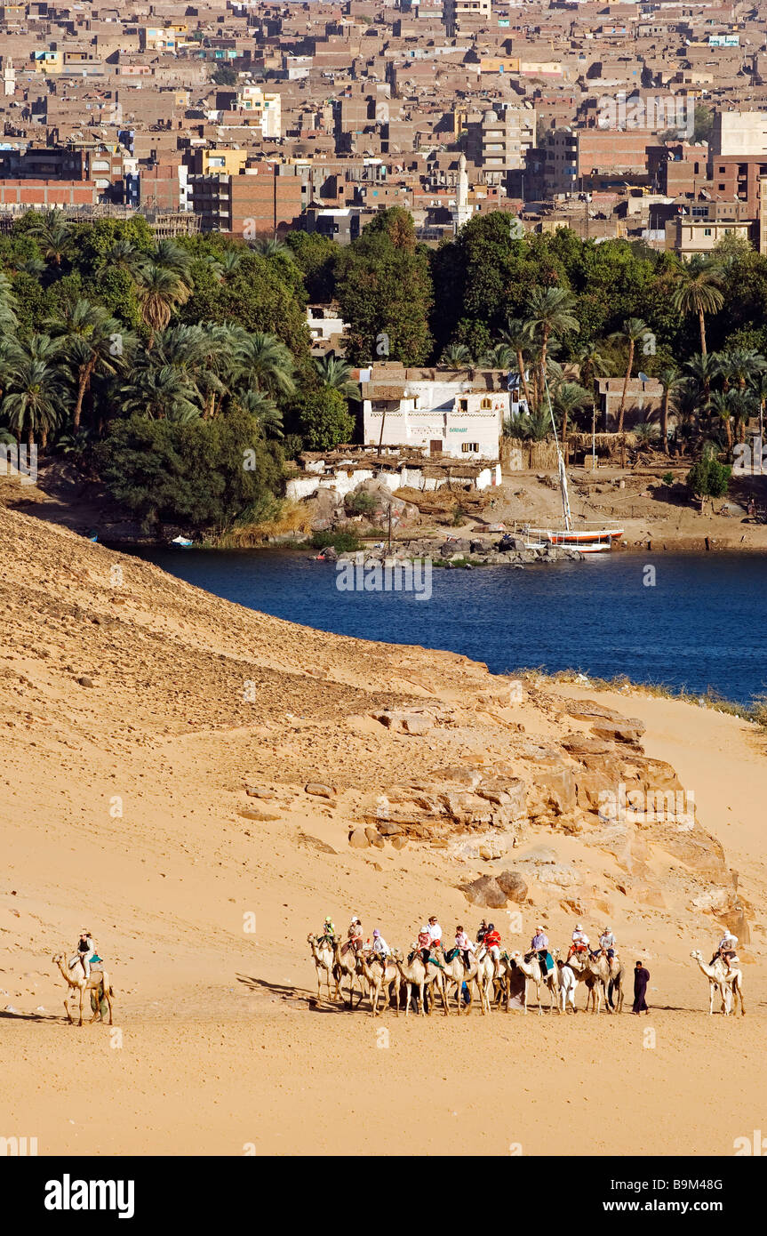 Egypt, Upper Egypt, Aswan, dromedary on sand dunes on the left bank ...