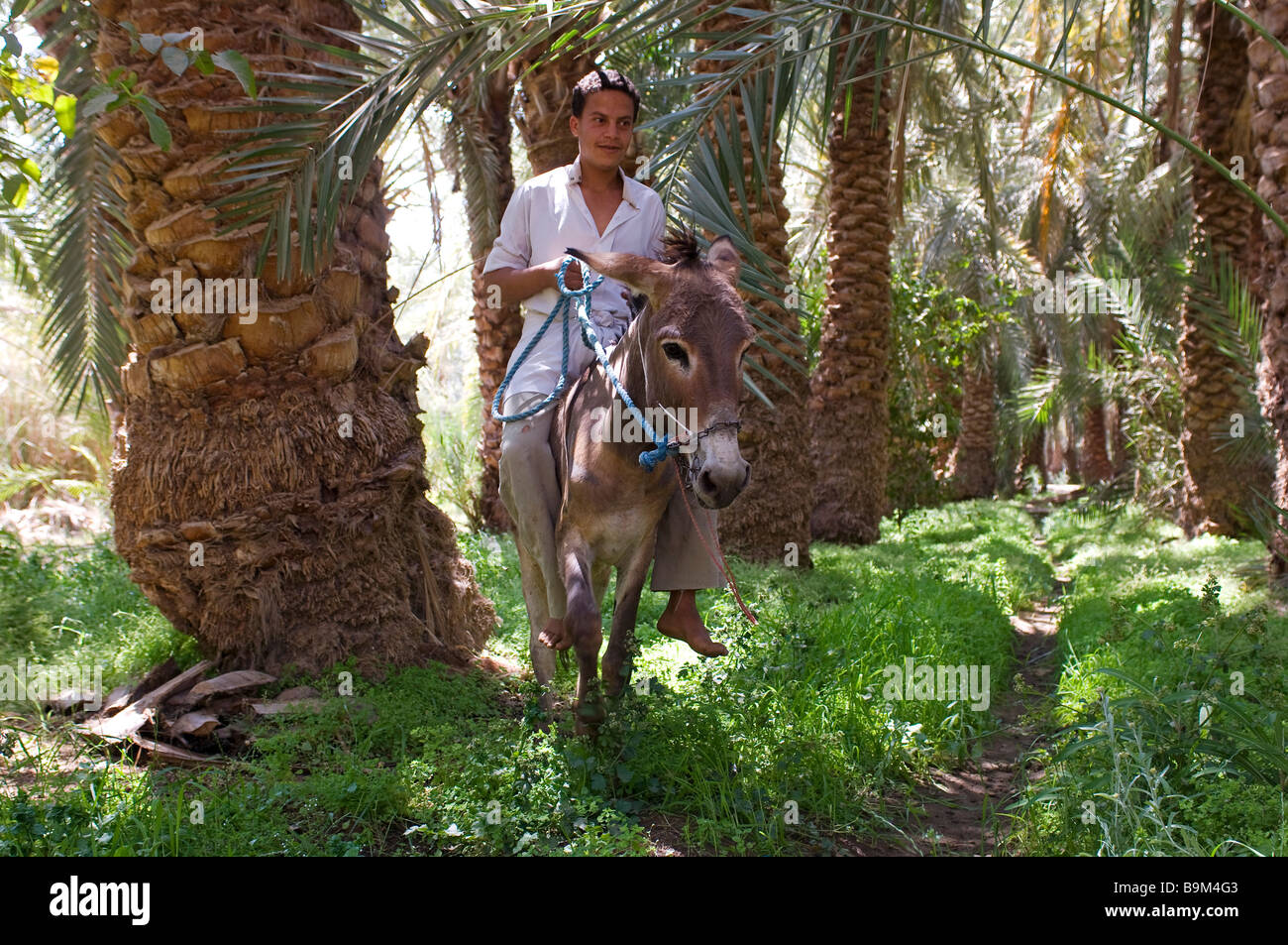 Egypt, Libyan Desert, palm grove in Bahariya (Bahareyya) Oasis, farmer ...