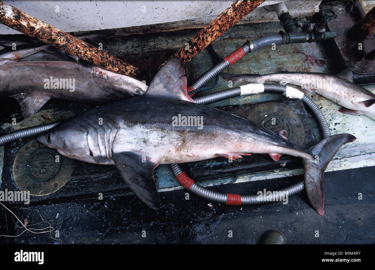 Porbeagle Shark High Resolution Stock Photography and Images - Alamy