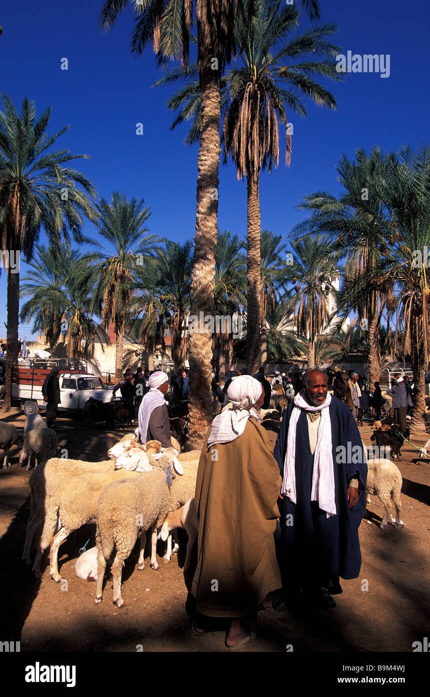 Tunisia, Southern Tunisia, Douz, the animals souk Stock Photo - Alamy